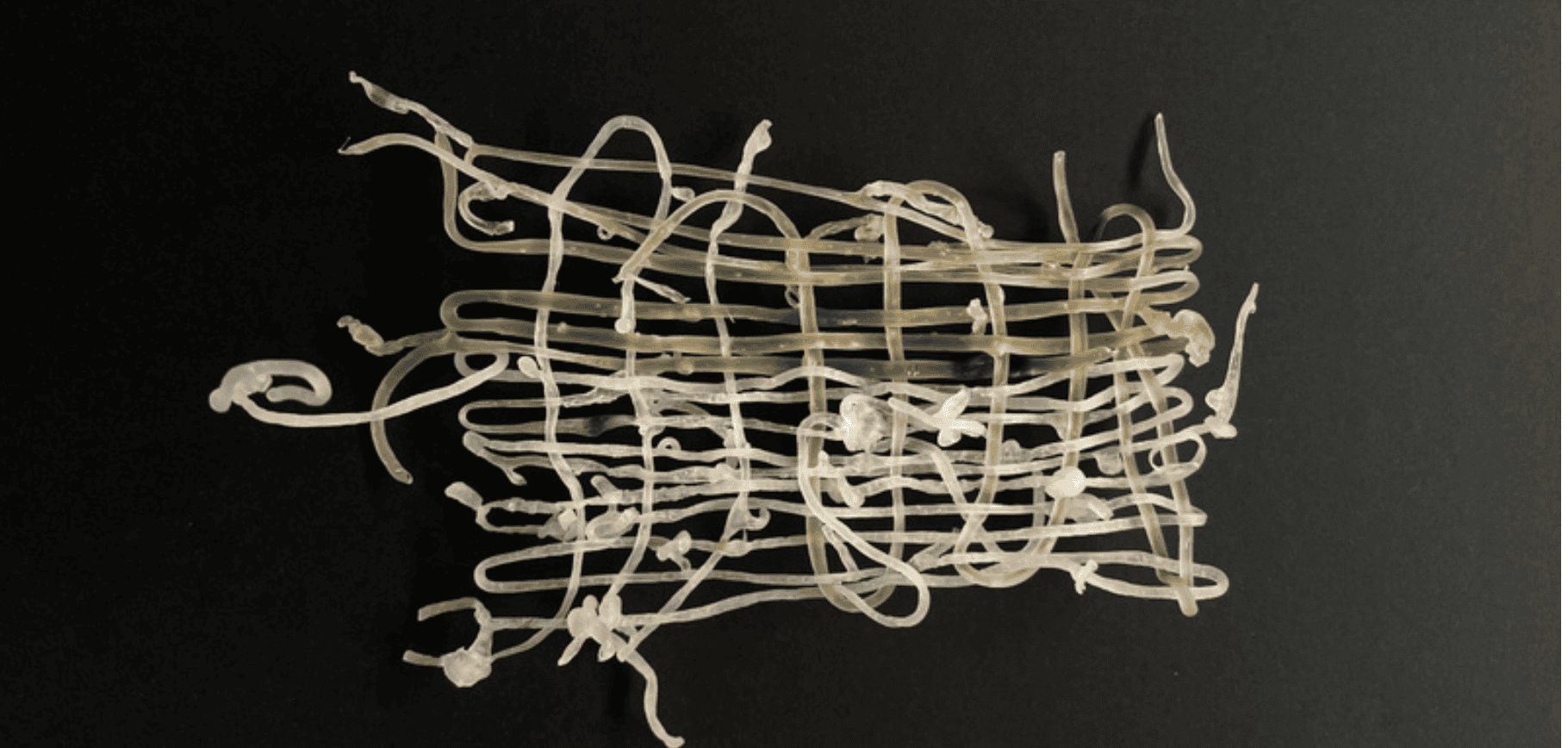 Sea-weaving: Experimenting with Algae Yarn Weaving – Craft Contemporary